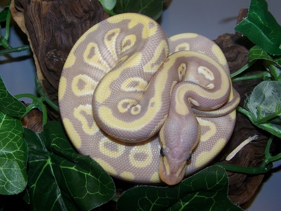 Banana Mojave Ball Python by Taylor Made Morphs