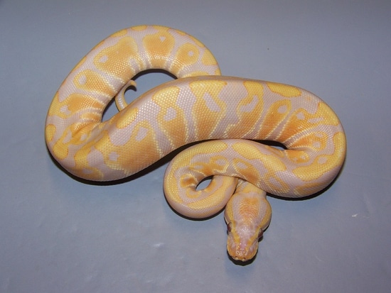 Toffee Ball Python by Taylor Made Morphs
