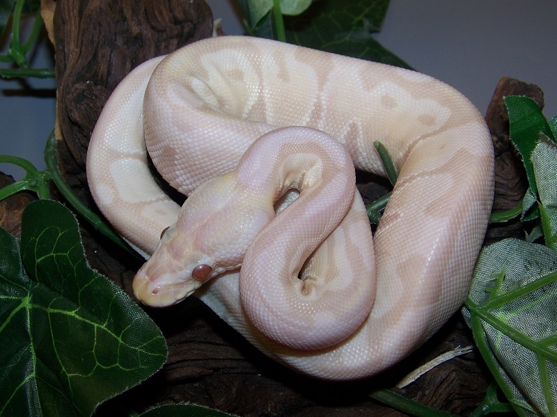 VPI Lavender Snow Ball Python by Taylor Made Morphs - MorphMarket