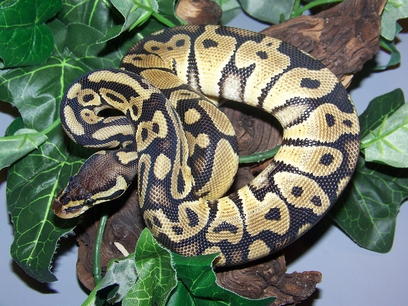 Pastel Het VPI Axanthic Ball Python by Taylor Made Morphs - MorphMarket