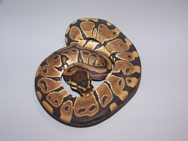 Het Toffee Ball Python by Taylor Made Morphs - MorphMarket