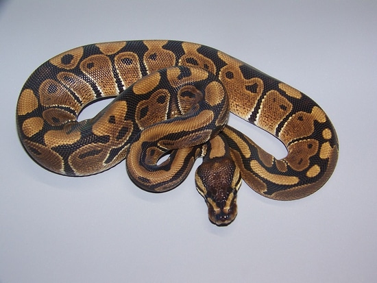 Het Toffee Ball Python by Taylor Made Morphs
