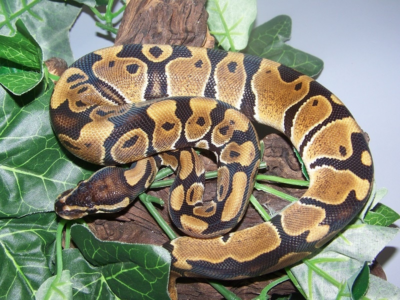 Het Toffee Ball Python by Taylor Made Morphs - MorphMarket