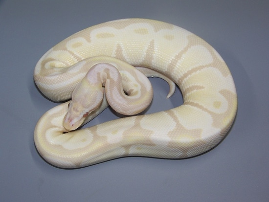 VPI Lavender Snow Ball Python by Taylor Made Morphs