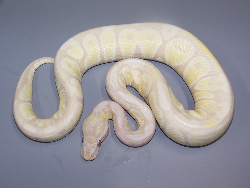 VPI Lavender Snow Ball Python by Taylor Made Morphs - MorphMarket