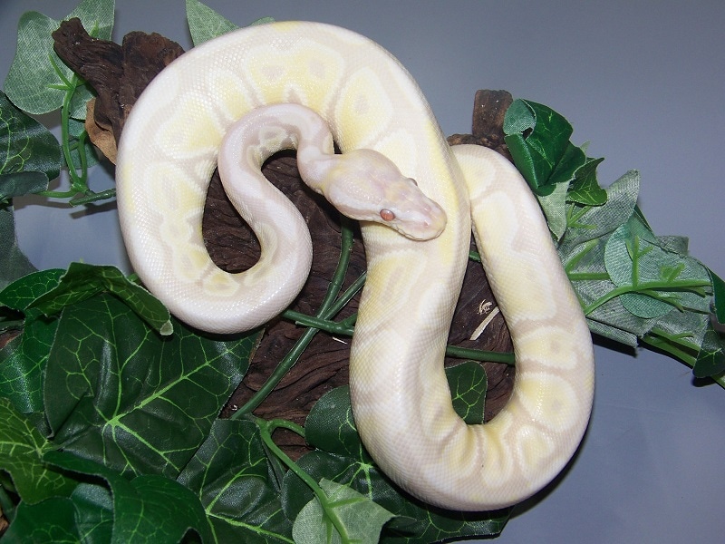 VPI Lavender Snow Ball Python by Taylor Made Morphs - MorphMarket