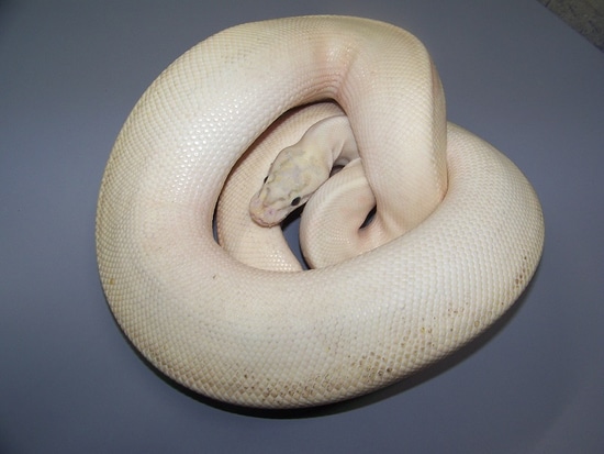 Puma Ball Python by Taylor Made Morphs