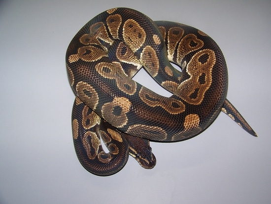 Satin Ball Python by Taylor Made Morphs