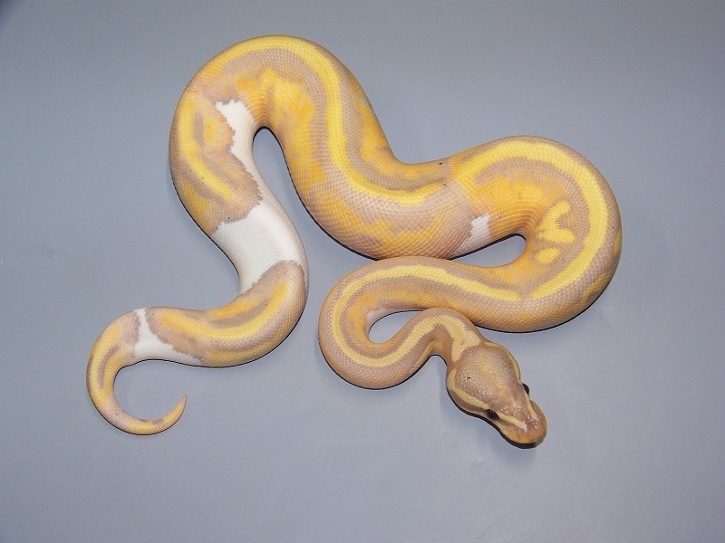Coral Glow Pied Ball Python by Taylor Made Morphs - MorphMarket