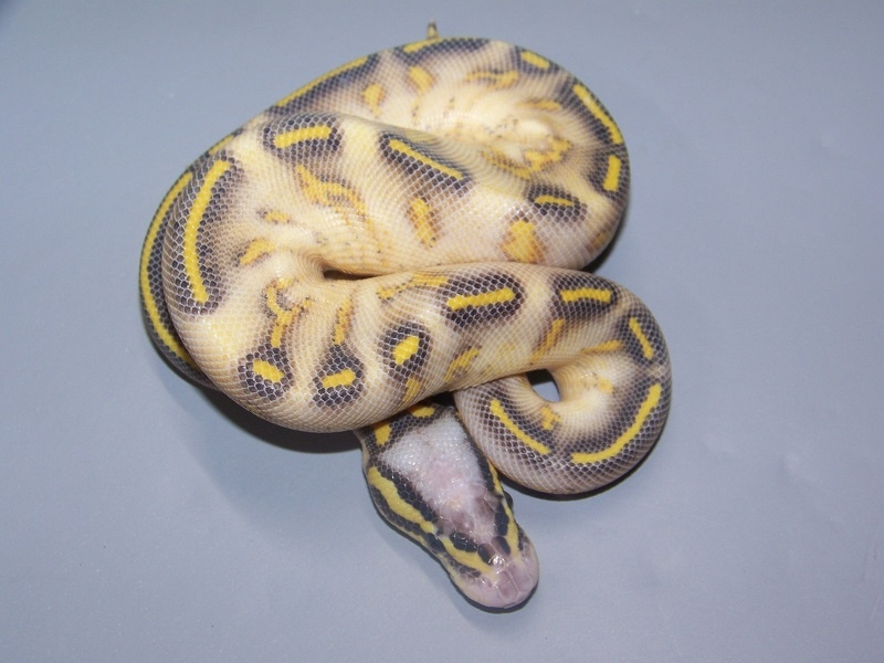 Pastel Highway Ball Python by Taylor Made Morphs - MorphMarket