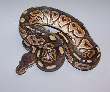 Super Pastel Highway Ball Python by Taylor Made Morphs - MorphMarket