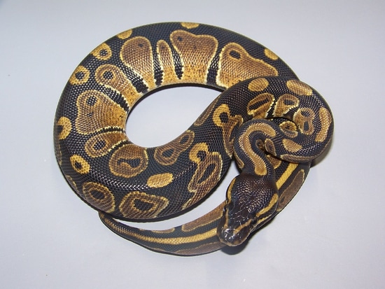 Het Pied Ball Python by Taylor Made Morphs