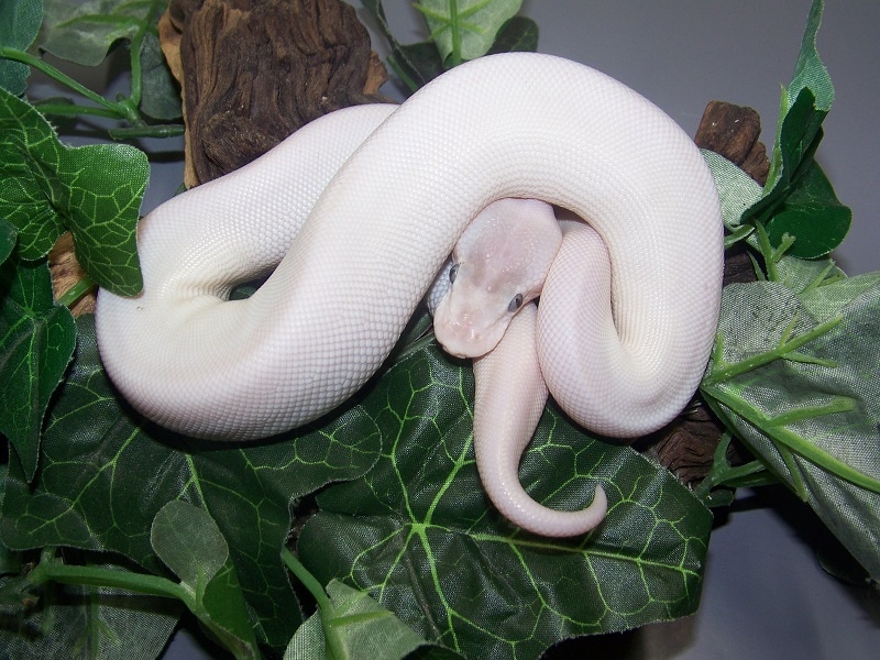 Super Mojave Ball Python by Taylor Made Morphs - MorphMarket