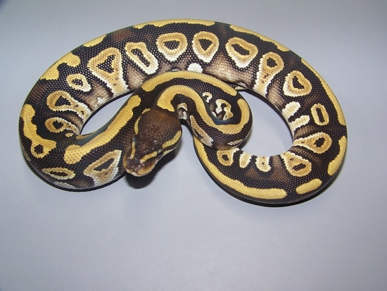 Mystic Ball Python by Taylor Made Morphs
