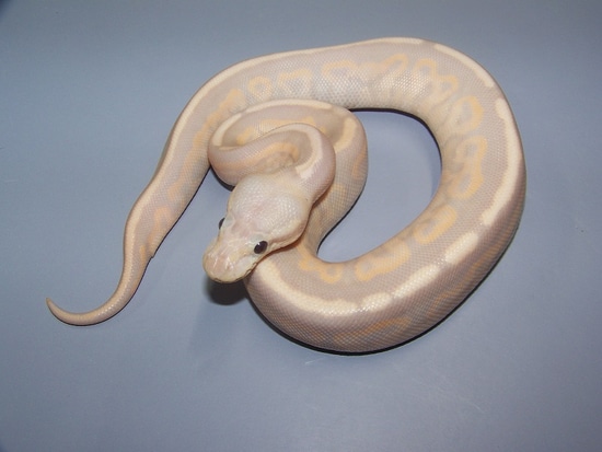 Cinnamon Banana Probable Fire Ball Python by Taylor Made Morphs