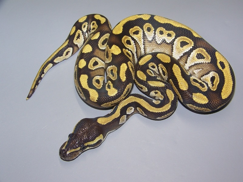 Mojave Ball Python by Taylor Made Morphs - MorphMarket