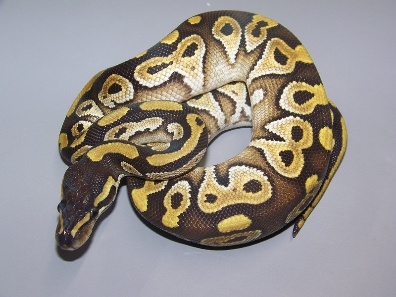 Mojave Ball Python by Taylor Made Morphs - MorphMarket