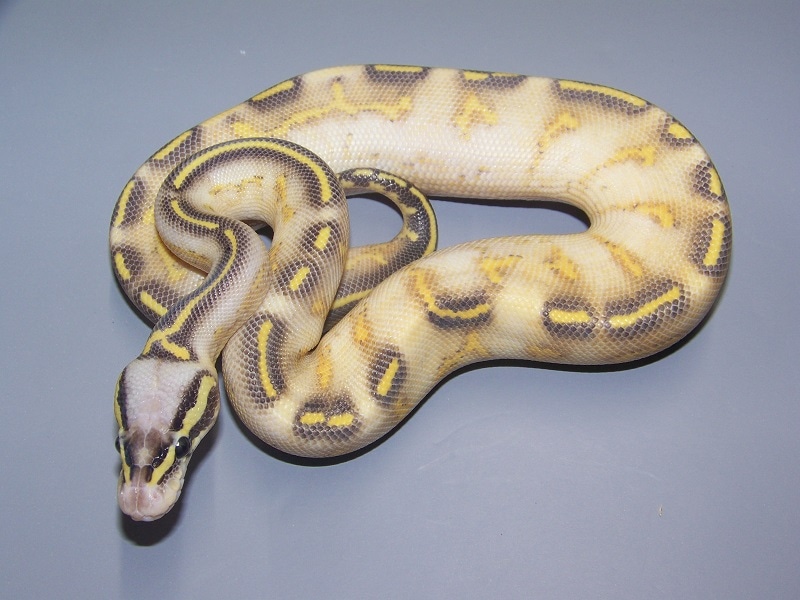 Pastel Highway Ball Python by Taylor Made Morphs - MorphMarket