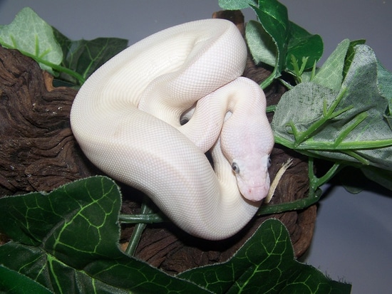 Butter Mojave Ball Python by Taylor Made Morphs