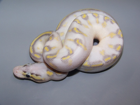 Super Pastel Highway Ball Python by Taylor Made Morphs