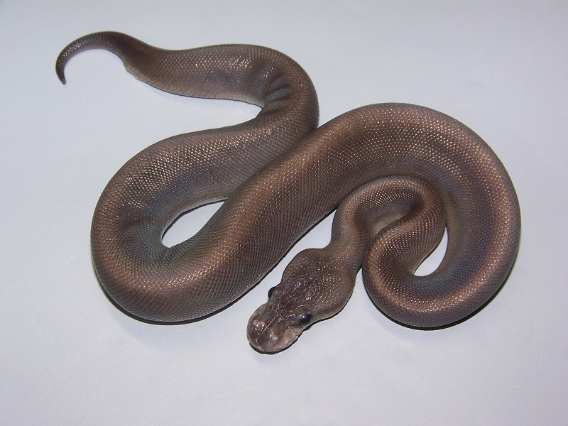Super Black Pastel Ball Python by Taylor Made Morphs - MorphMarket