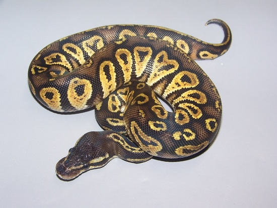 Pastel Black Head Ball Python by Taylor Made Morphs