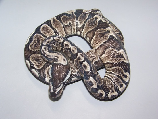 GHI VPI Axanthic Ball Python by Taylor Made Morphs