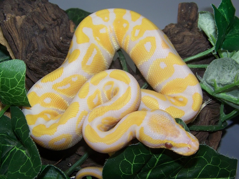 Lavender Albino 50% Het VPI Axanthic Ball Python by Taylor Made Morphs ...