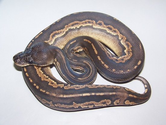 Cinnamon Or Black Pastel Black Head 50% Het Ghost Ball Python by Taylor ...