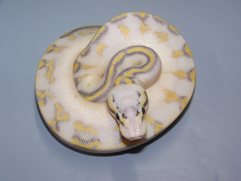 Super Pastel Highway Ball Python by Taylor Made Morphs - MorphMarket