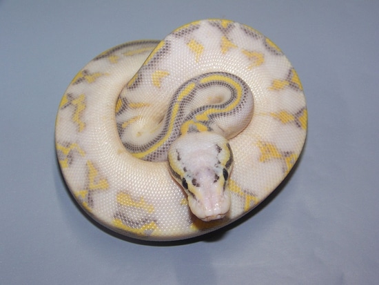 Super Pastel Highway Ball Python by Taylor Made Morphs