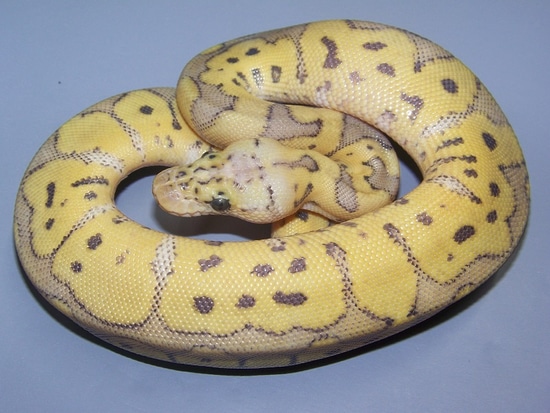 Super Pastel Clown Ball Python by Taylor Made Morphs