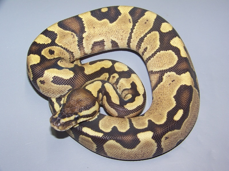 Fire Het Pied Ball Python by Taylor Made Morphs - MorphMarket