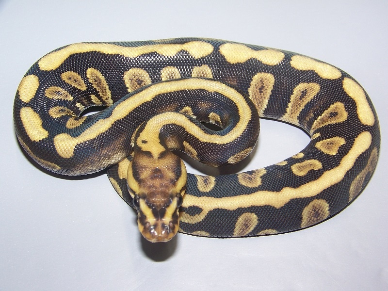 Chocolate Spotnose Het Clown Ball Python by Taylor Made Morphs ...