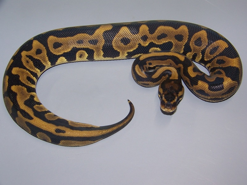 Leopard Het Ultramel Ball Python by Taylor Made Morphs - MorphMarket