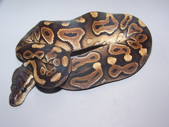 Cinnamon Ball Python by Taylor Made Morphs