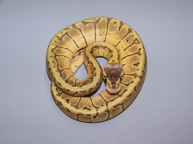 Pastel And Lemon Blast Pair Double Het VPI Axanthic / Desert Ghost Ball ...