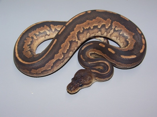 Cinnamon Mahogany Het Pied Ball Python by Taylor Made Morphs