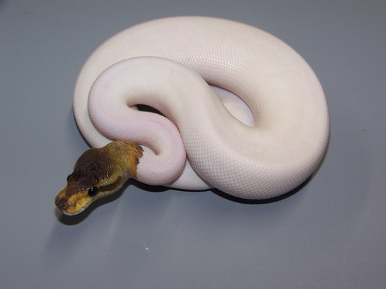 Cinnamon Pied Ball Python by Taylor Made Morphs