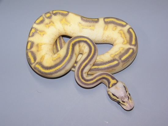 Pastel Highway Ball Python by Taylor Made Morphs