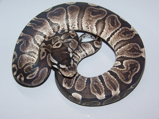 GHI VPI Axanthic Het Albino Ball Python by Taylor Made Morphs