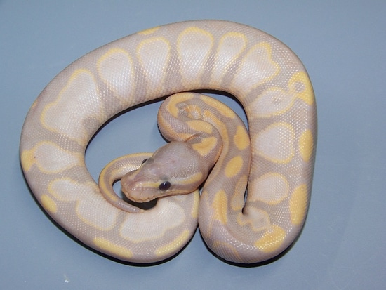 Orange Dream Banana Calico Ball Python by Taylor Made Morphs