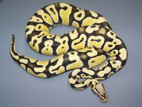 Pastel DG Het Clown Proven Breeder Ball Python by Taylor Made Morphs