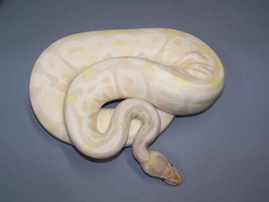 Lavender Snow Ball Python by Taylor Made Morphs
