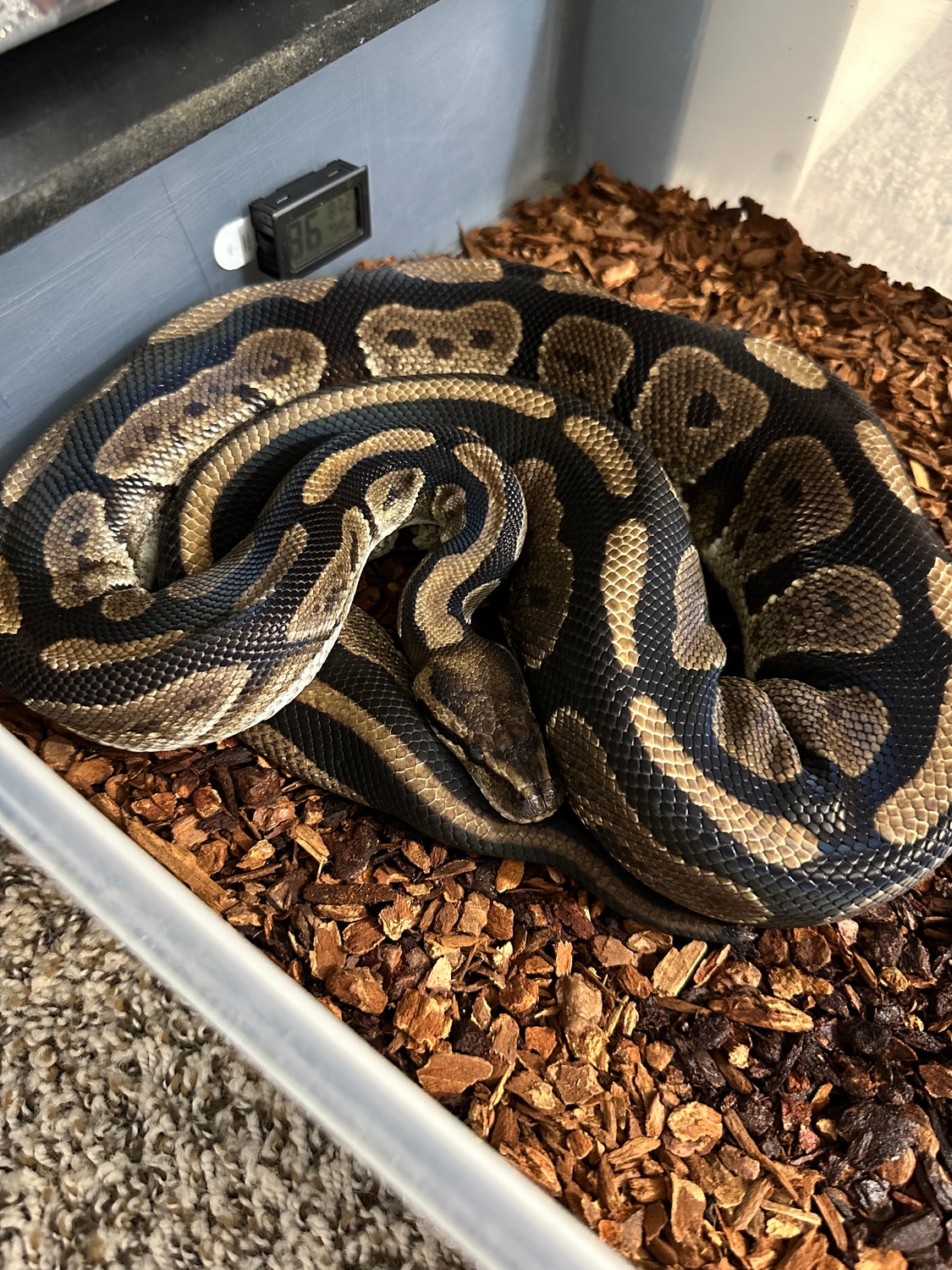 Free Shipping. Normal Pos Granite Ball Python by Taylor’s serpents ...