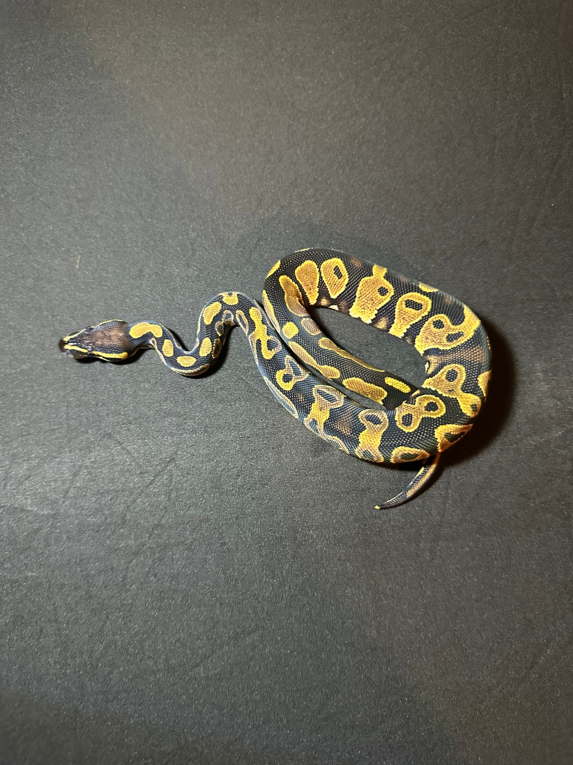 Yb/asphalt Possible Ghi Ball Python by Taylor’s serpents - MorphMarket