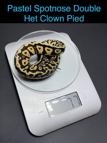 20% Off Christmas Sale!!! Ball Python by Taylor’s serpents