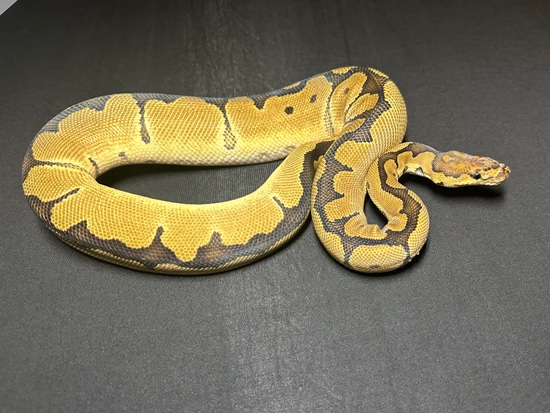 Clown Possible Enchi, Blade Ball Python by Taylor’s serpents
