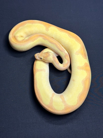 Banana Enchi Fire Clown Ball Python by Taylor’s serpents