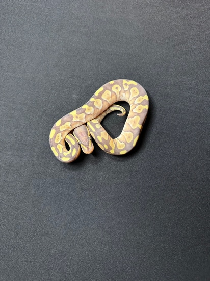 Lesser Banana Ball Python by Taylor’s serpents